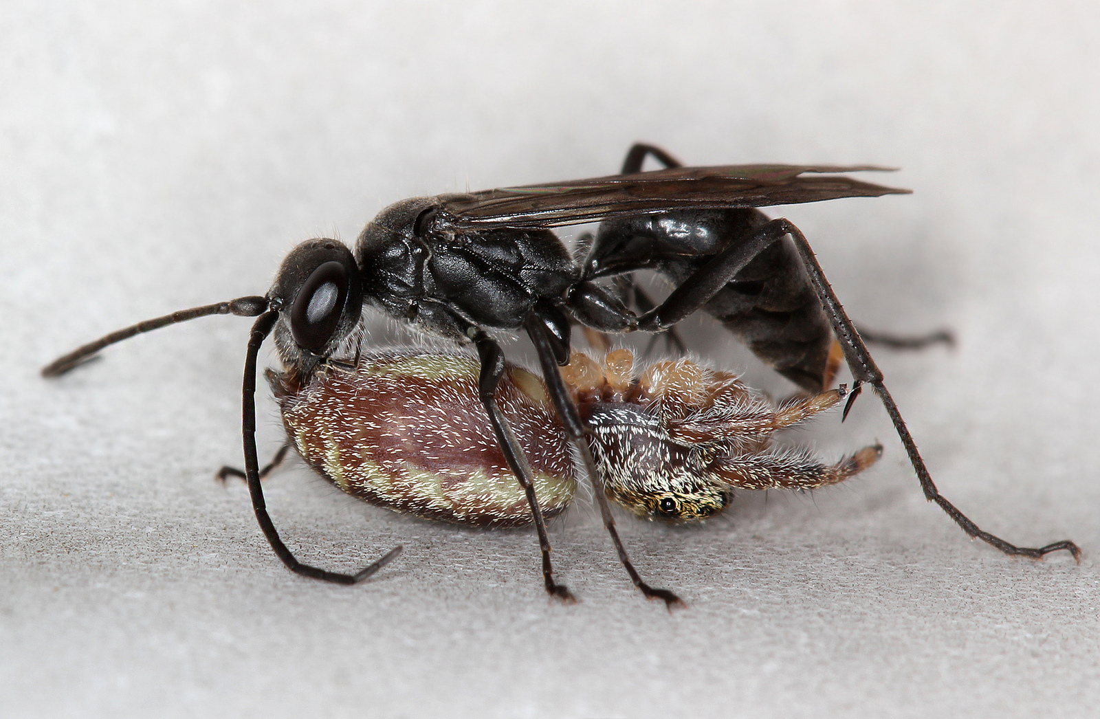 Real Monstrosities: Spider Wasp