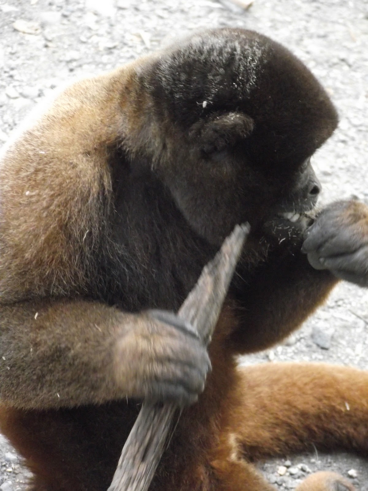 Volunteer work and Spanish lessons in Ecuador: *new project* Monkey ...
