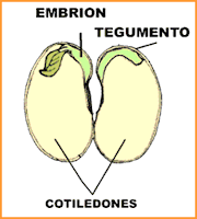 PLANTAS Y JARDINES: PARTES DE UNA SEMILLA