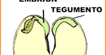 PLANTAS Y JARDINES: PARTES DE UNA SEMILLA