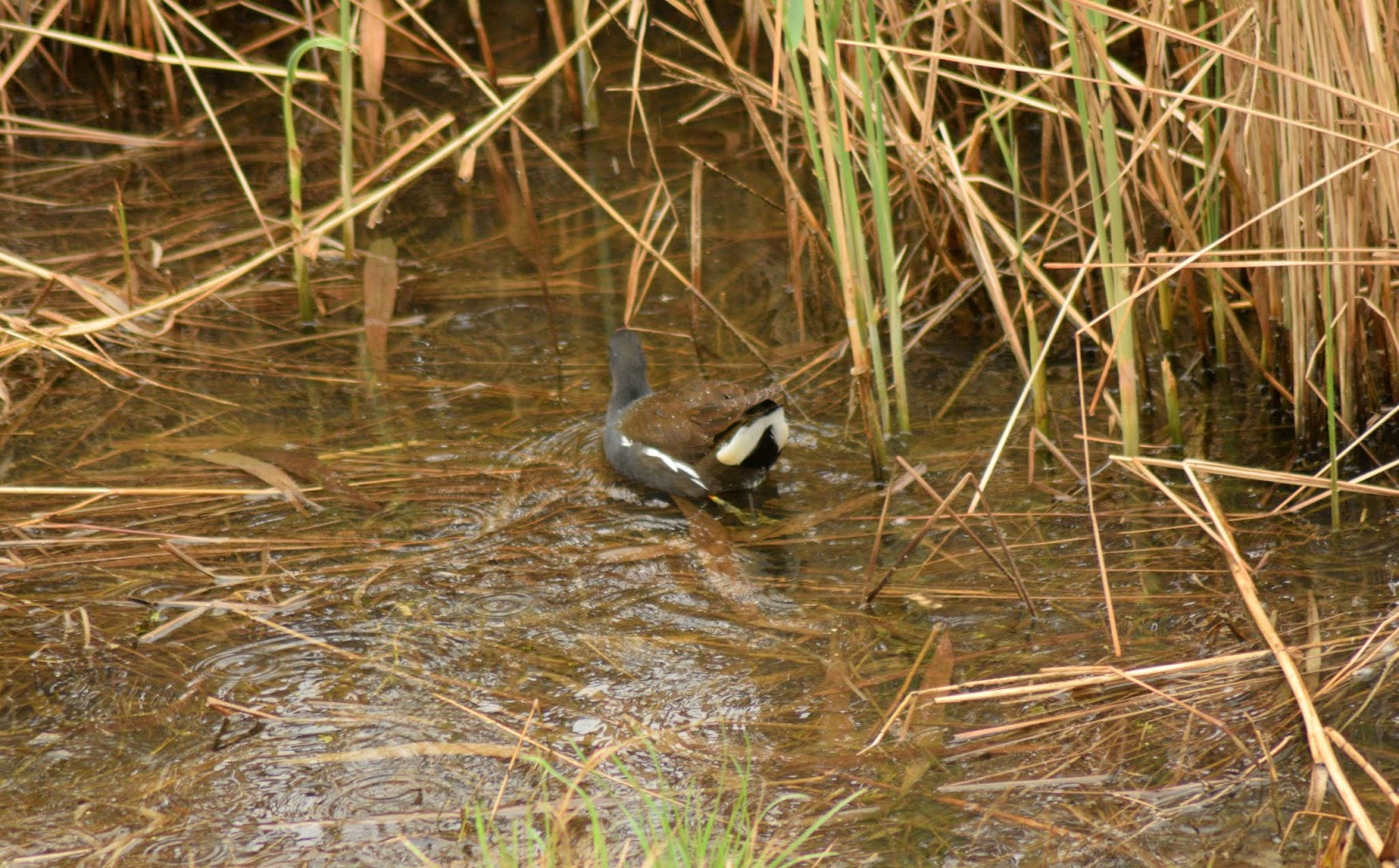 Frumusetile naturii: Gainusa de balta (Gallinula chloropus)