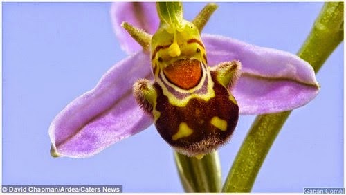 Bunga Orkid Pelik Yang Berbentuk Seperti Animasi Shrek - Oh kiji ...