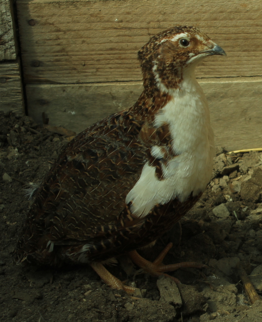 Tips and strategies for hatching and raising quail chicks, organically ...