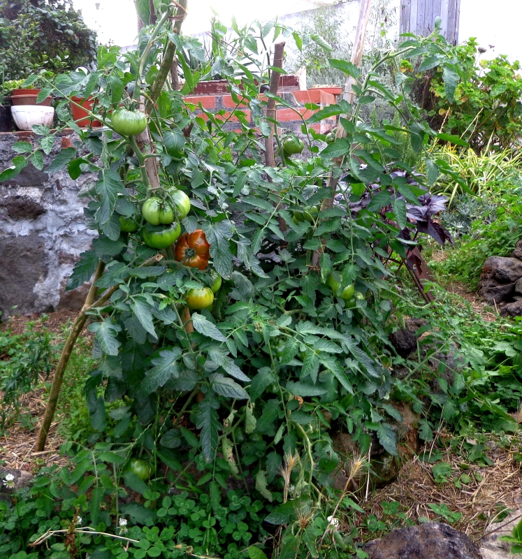 Quinta da Vinagreira: Fruta da época – Tomates recheados