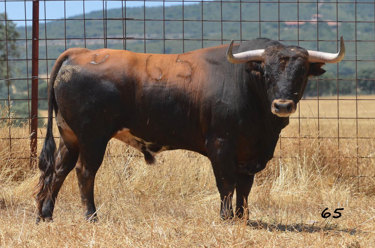 De pezón a rabo: 2016