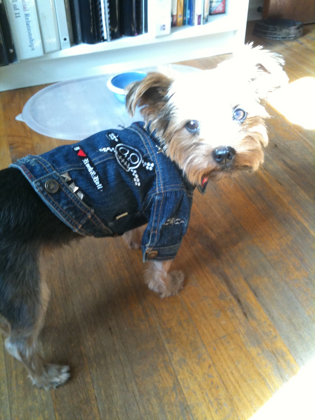 Wandering Chewy: Monkey Daze is a Chewy favorite, woof woof!