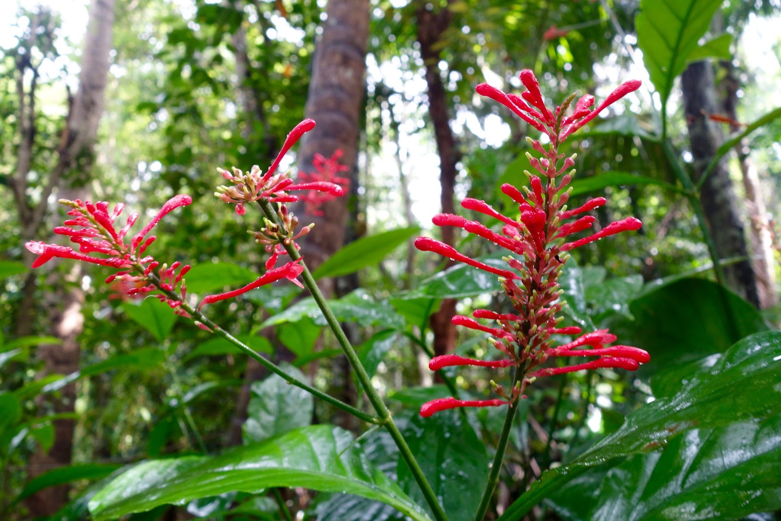 Luckgrove Ayurveda Gardens, Sri Lanka - Eat - Explore - Enjoy