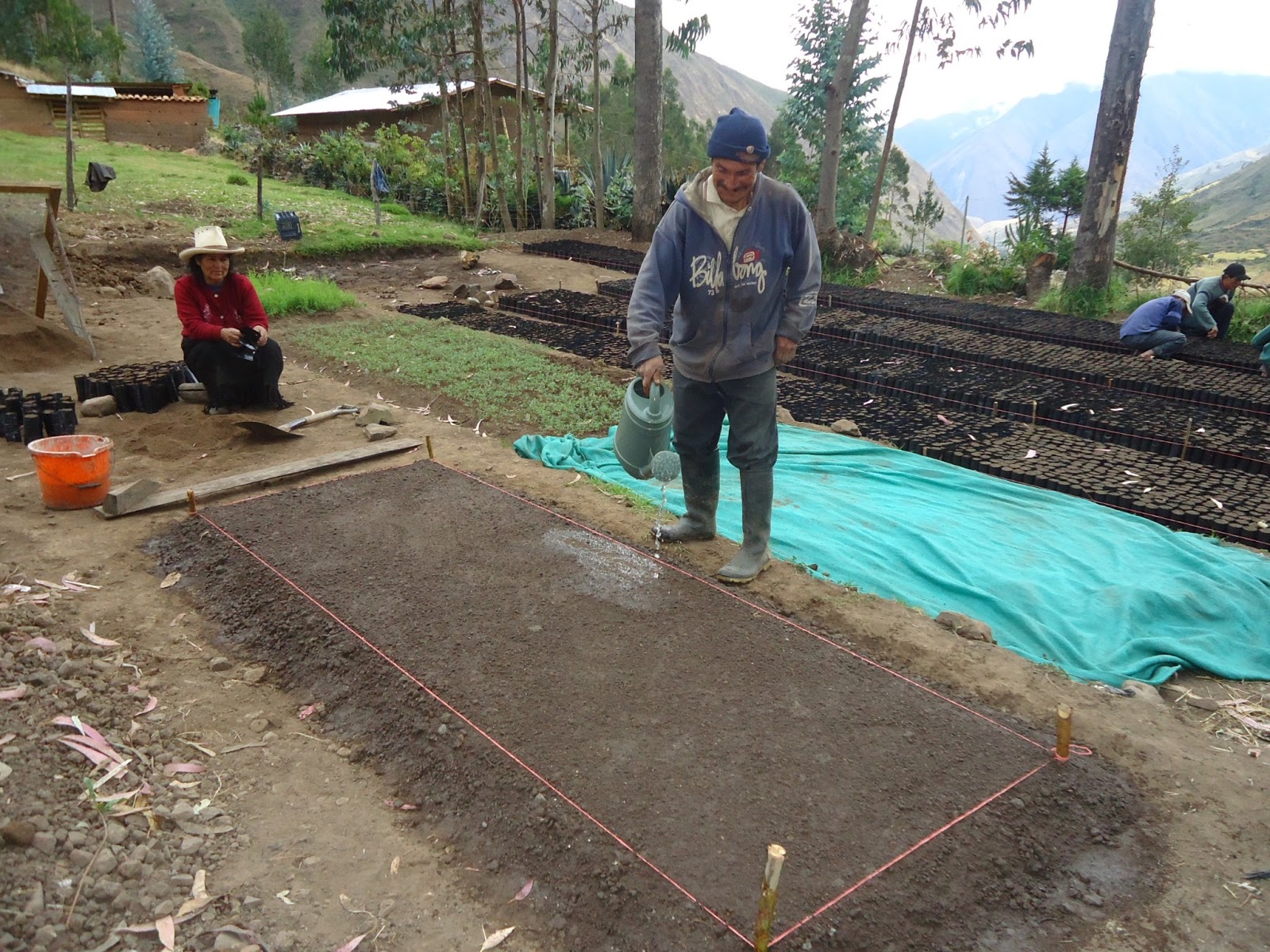 Agencia Agraria Bolìvar: ALMÁCIGO DE PINO Y EUCALIPTO
