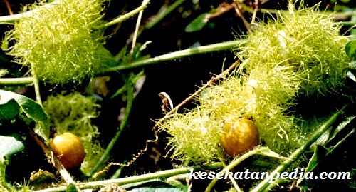 Manfaat & Khasiat Buah Rambusa untuk Kesehatan - kesehatanpedia