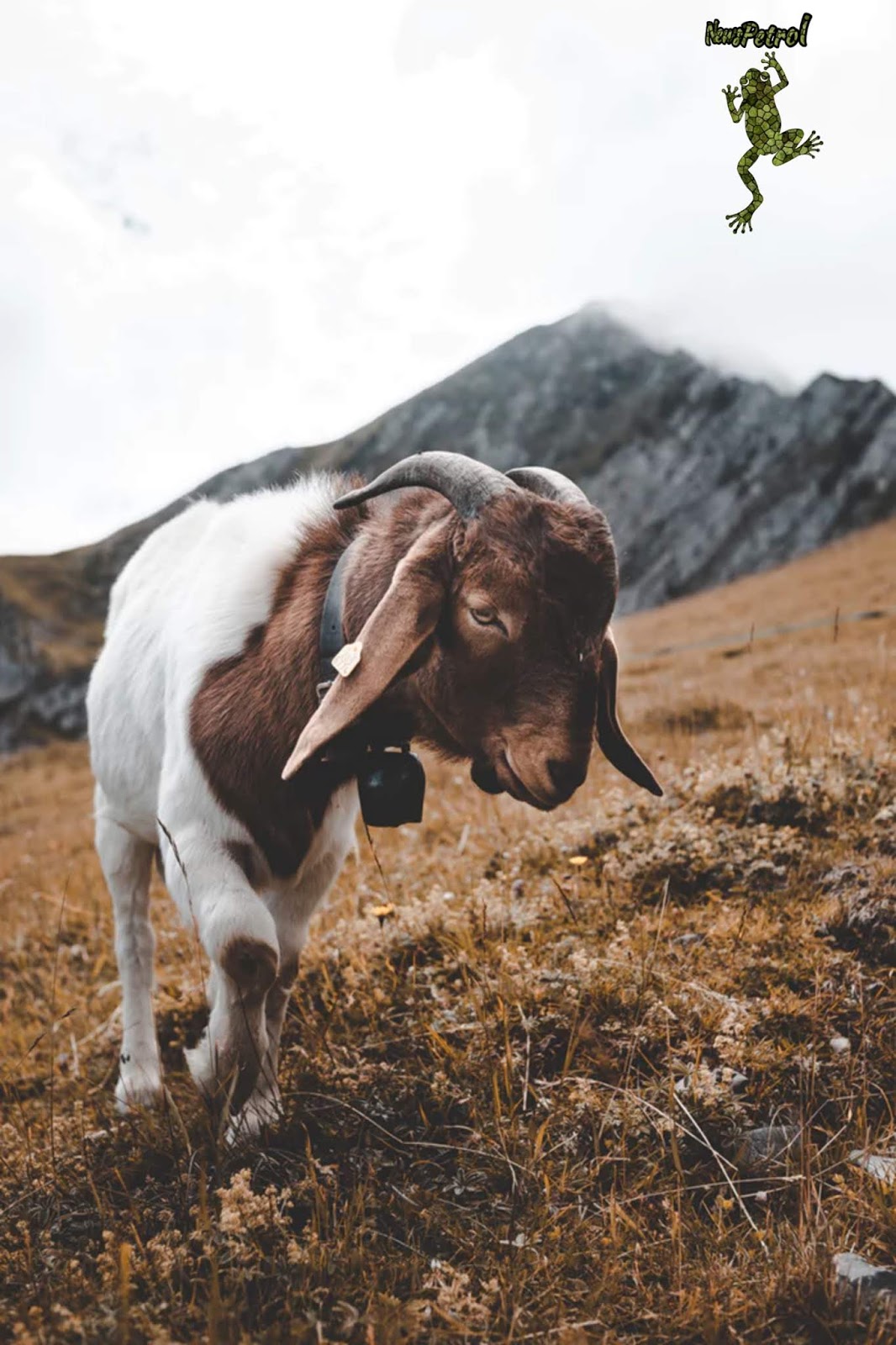 Goat Farming | Bakri Palan kaise Kare | Bakri Farm | Bakri Palan Loan ...