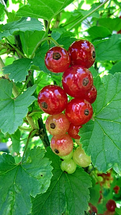 margits bastelstube: Ribisel * Johannisbeere