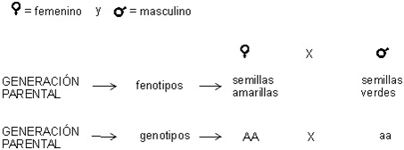 La Genética: La Herencia