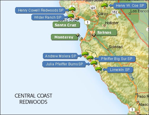 Old-Growth Redwood Forests in California: November 2013