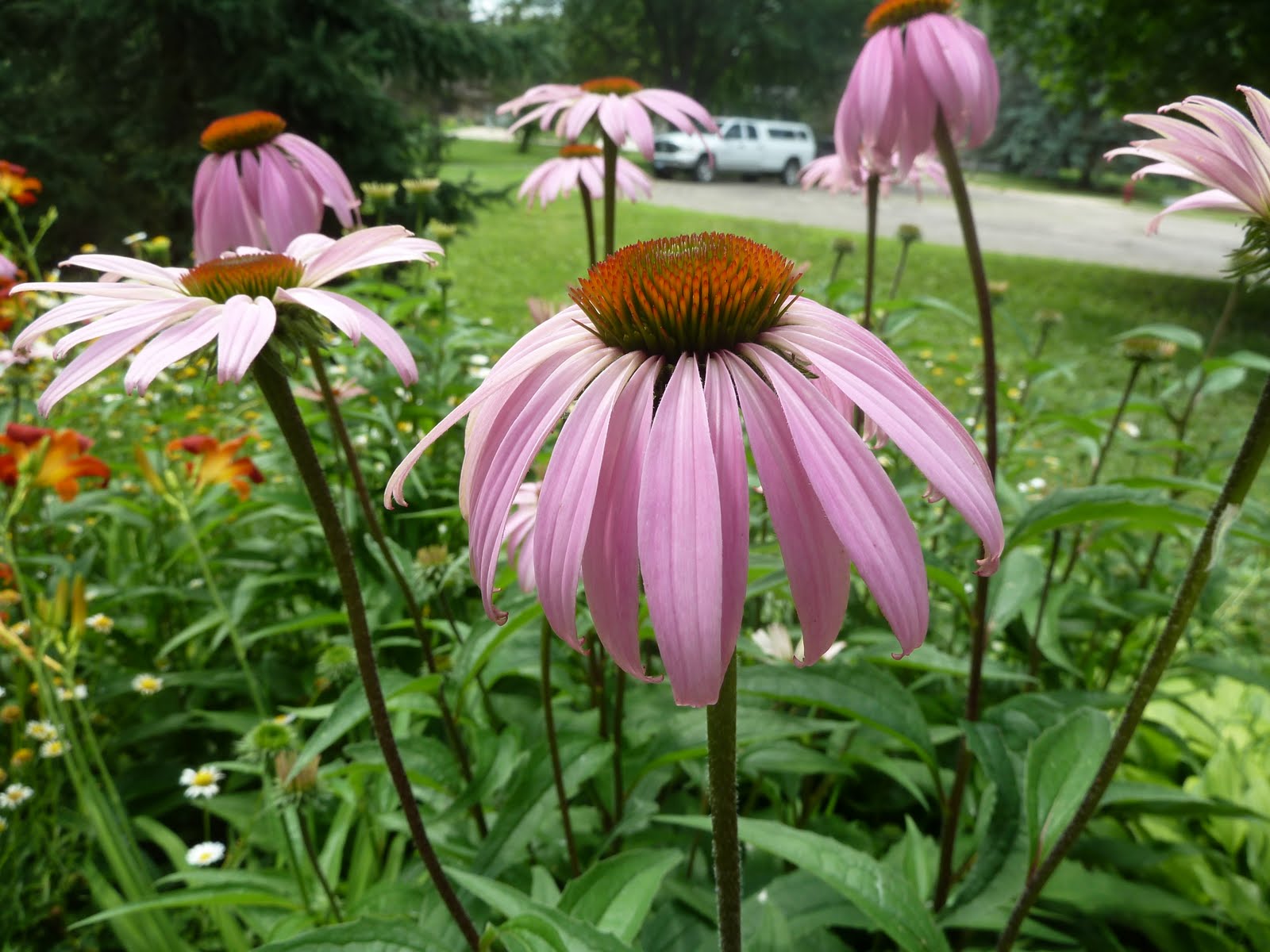 Penelopedia: Nature and Garden in Southern Minnesota: Midsummer Flowers