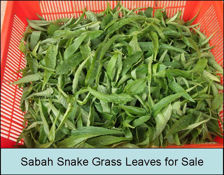 Sabah Snake Grass Dealer Singapore: Prices of Sabah Snake Grass