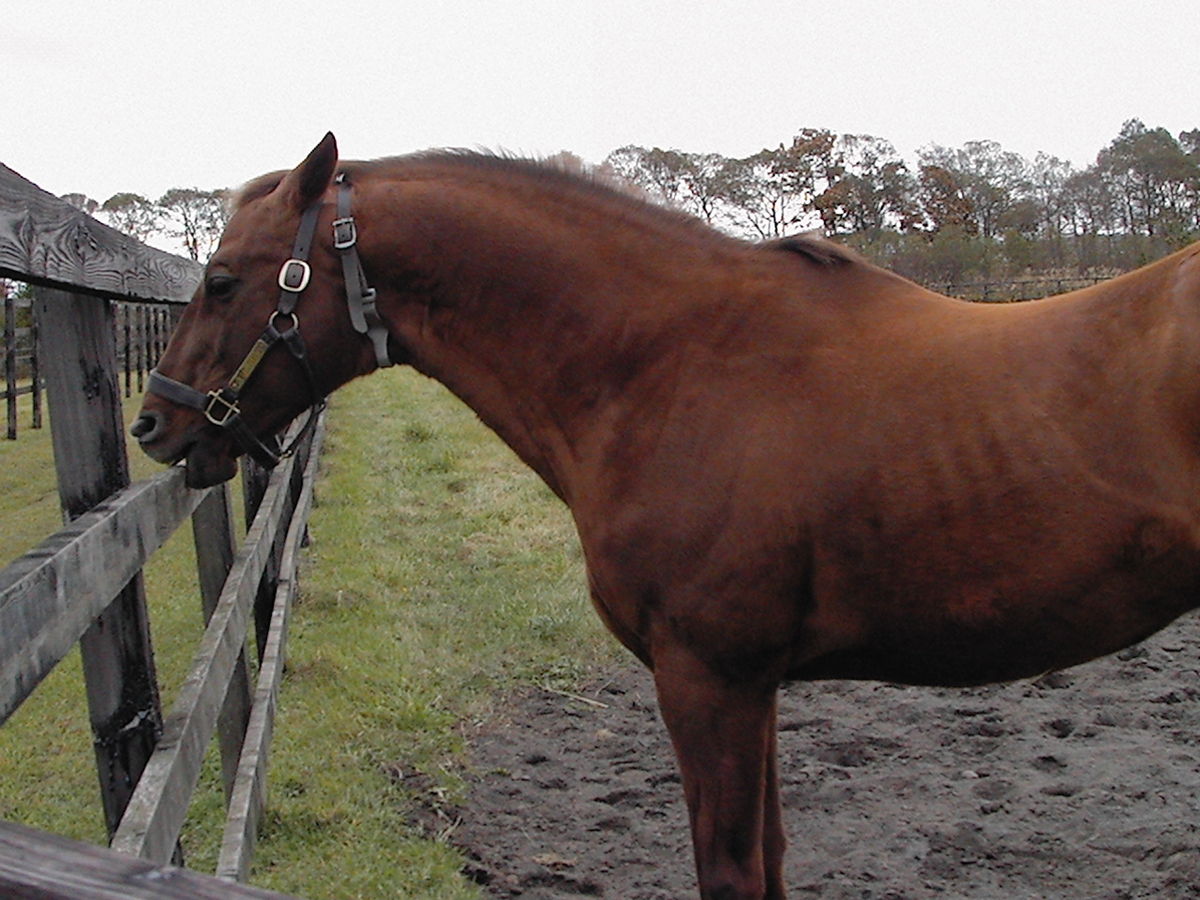 Ways to Keep Stabled Horses for Horse Racing Healthy - biographypedia