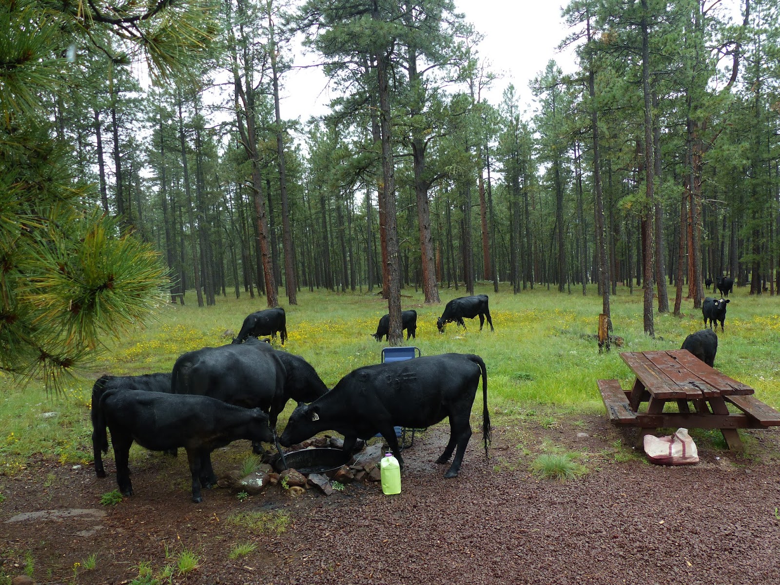 Land Cruising Adventure: Luna Lake Campground | Alpine | Arizona