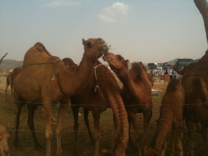 Rindukan Sang Pemilik...: Jamalun = Unta