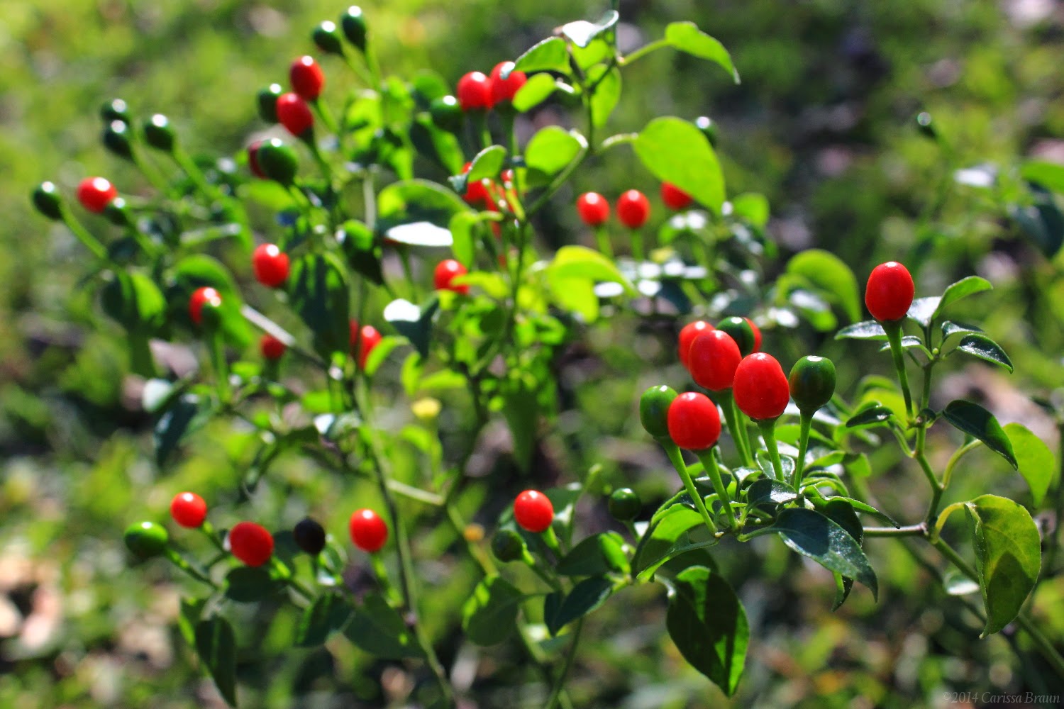 Nature Photography and Facts : Chile Pequín