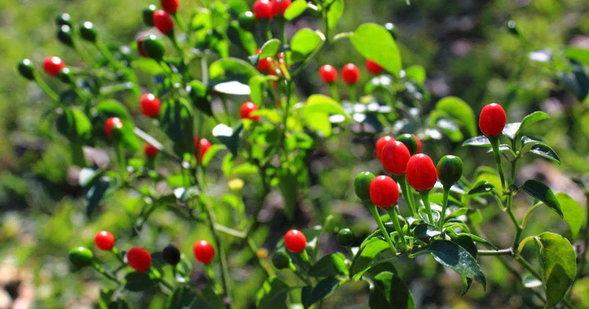 Nature Photography and Facts : Chile Pequín