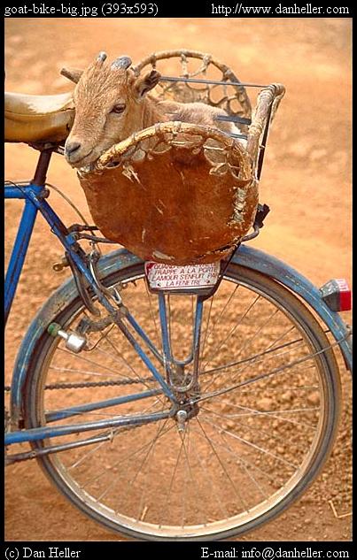 Art Propelled: GOATS ON BICYCLES IN AFRICA
