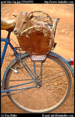Art Propelled: GOATS ON BICYCLES IN AFRICA