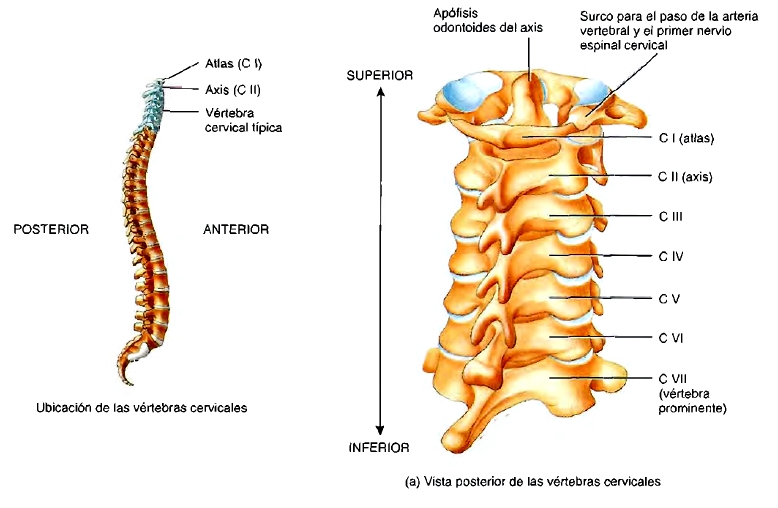 Mi apófisis