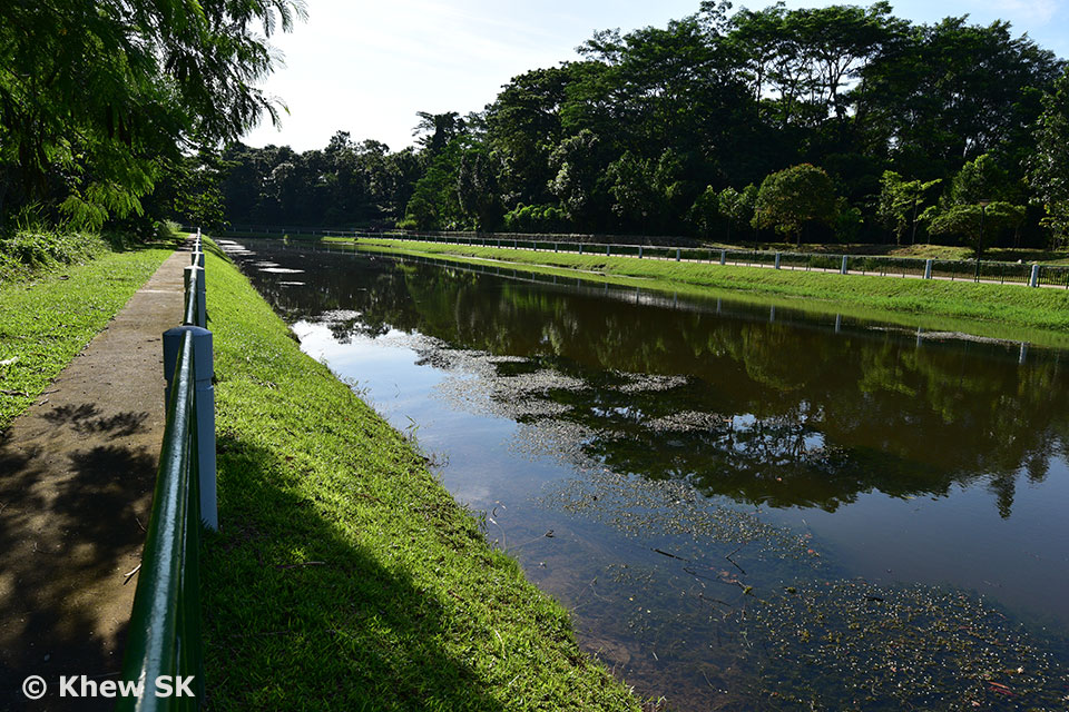Butterflies of Singapore: Butterfly Photography at Our Local Parks ...