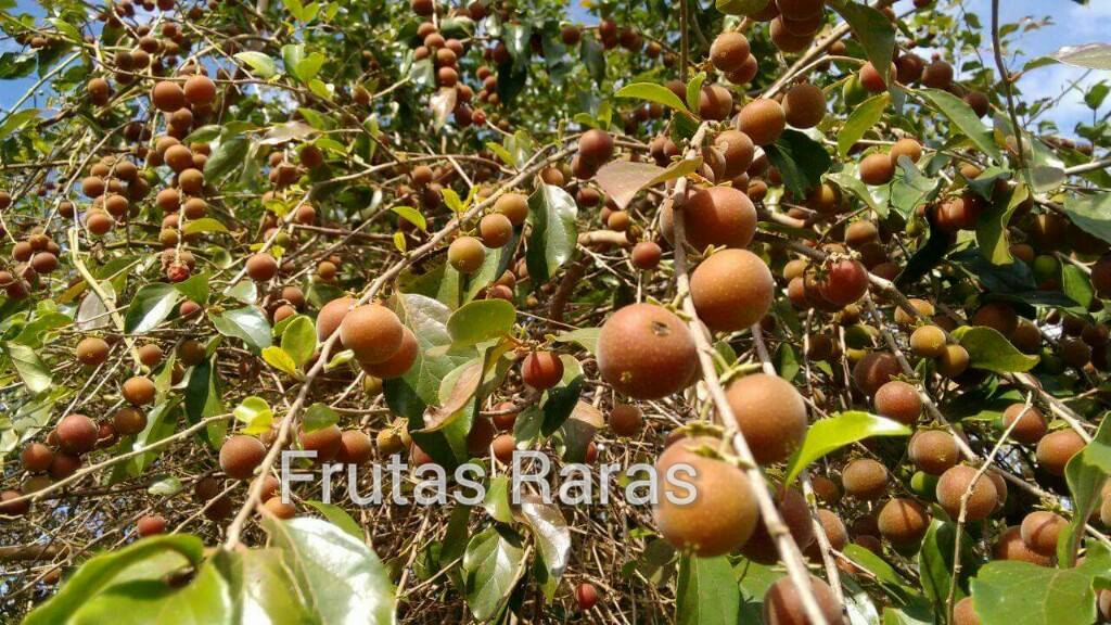 Dovyalis abyssinica X Dovyalis hebecarpa - Groselha-híbrida, Abricó-da ...