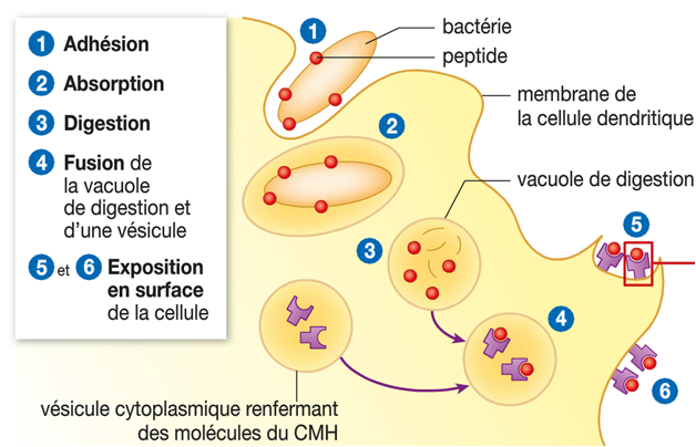 Mon cours d'immuno: A3. Déroulement de réaction inflammatoire aigue
