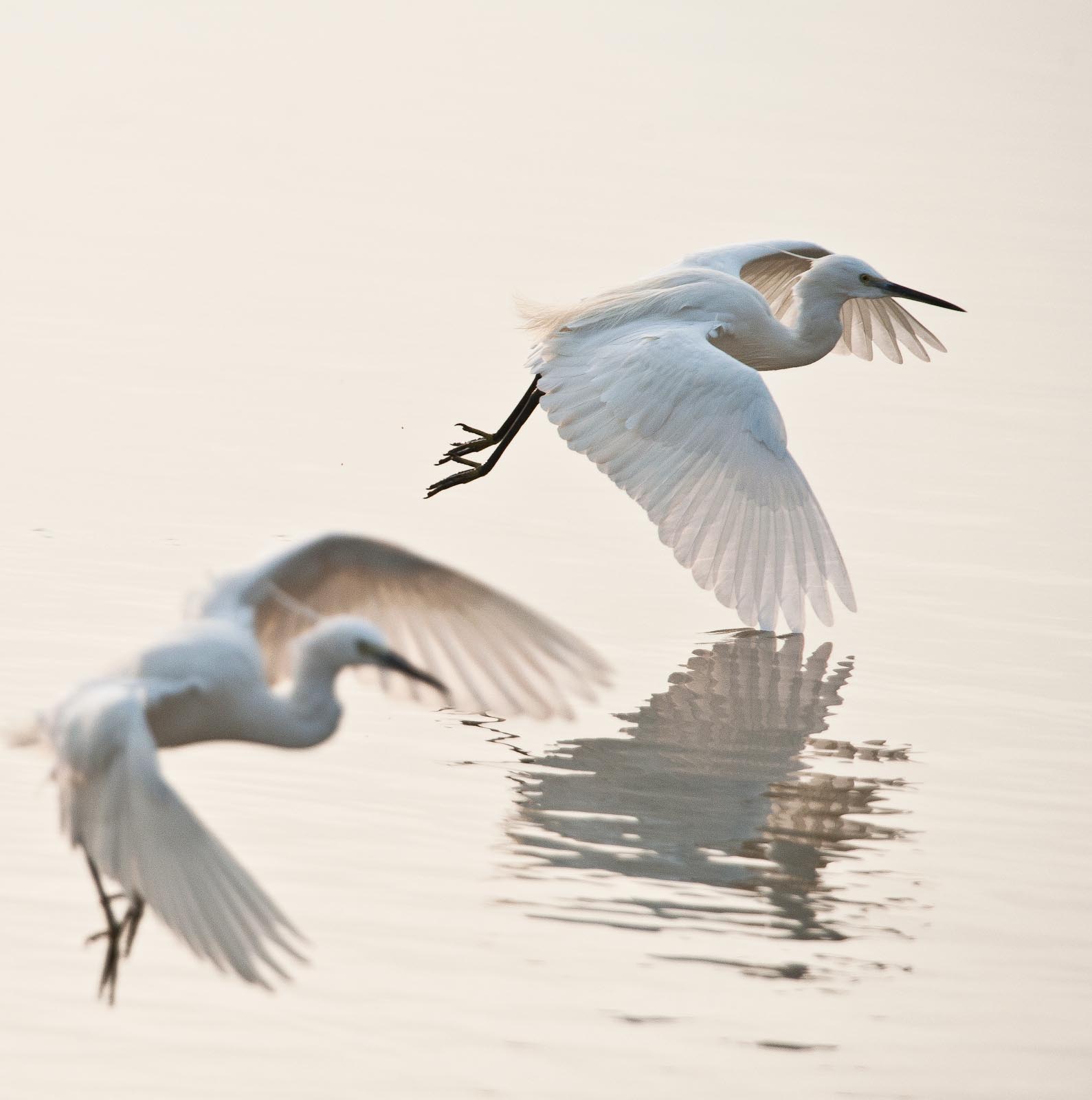 Egrets in flight