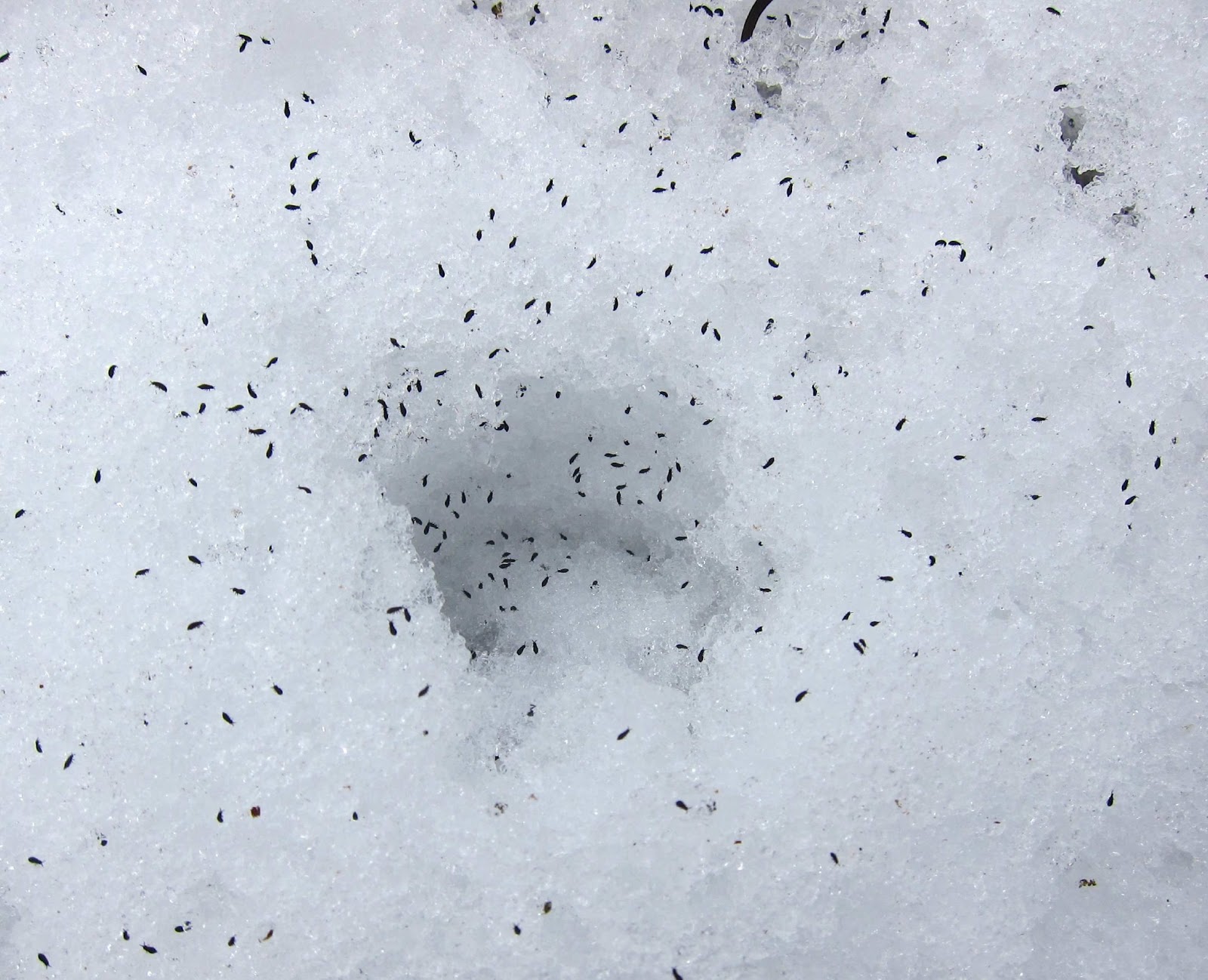 Saratoga woods and waterways: Out in the Snow, In Spite of Myself