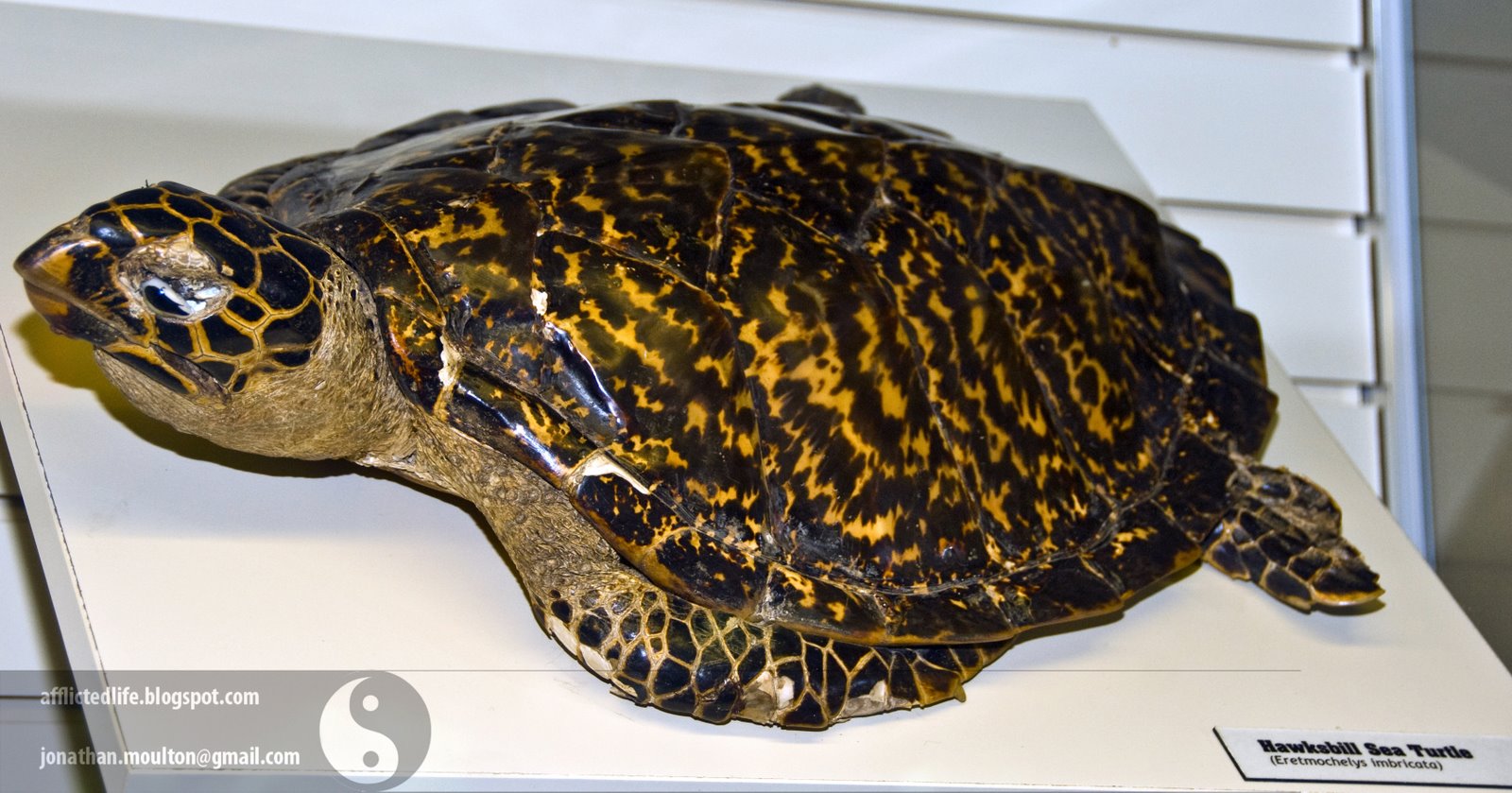 This Year Behind the Lens: Totally awesome turtles