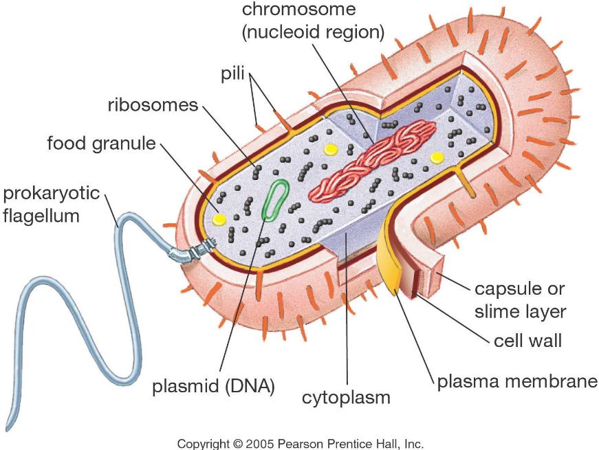 Struktur Tubuh Eubacteria
