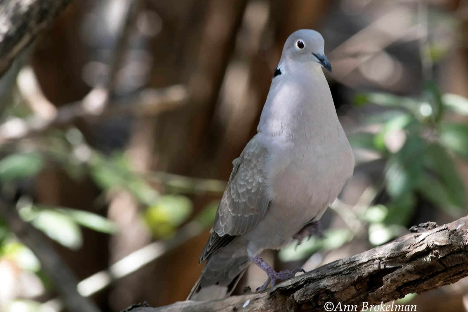 Ann Brokelman Photography: Collared Dove - Florida