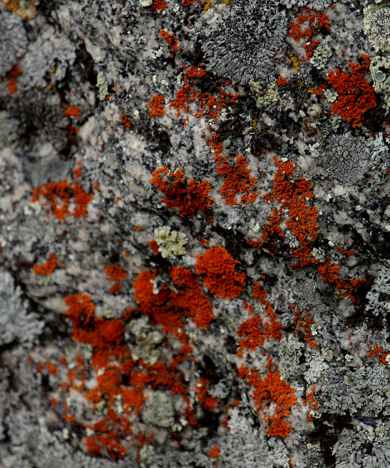 Tuckertown: Colorado Wild Flowers- Part 2 Western Slope