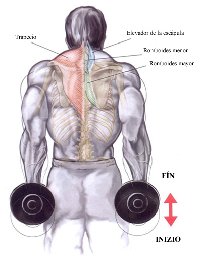 EDUCACION FISICA Y RECONOCIMIENTO DEL CUERPO HUMANO: Romboides