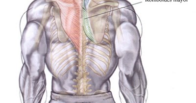 EDUCACION FISICA Y RECONOCIMIENTO DEL CUERPO HUMANO: Romboides