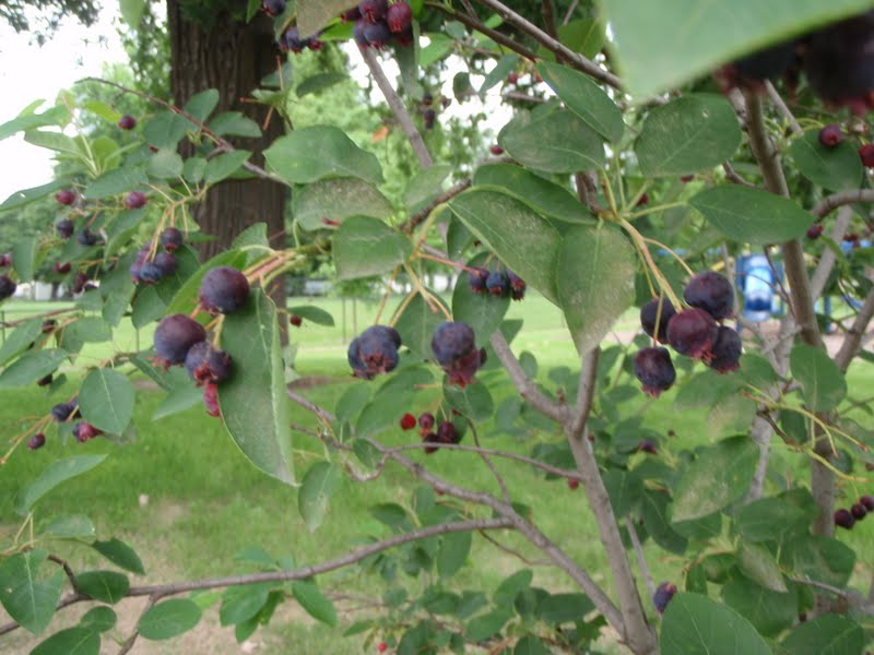 Lafayette report: Ripe juneberries