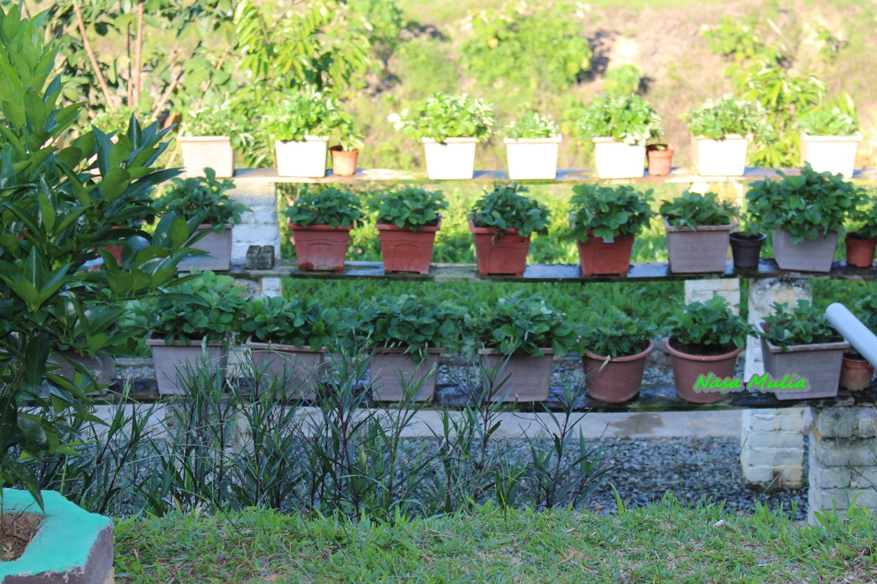 warna warni hidupku..............: Taman Arnab Bukit Batu, Damak Jerantut