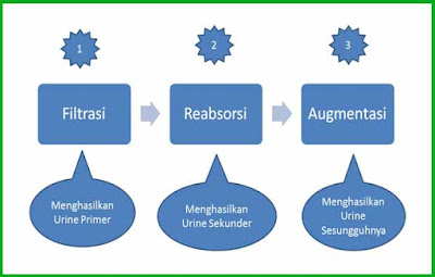 Proses Pembentukan Urine dan Skema beserta Gambar