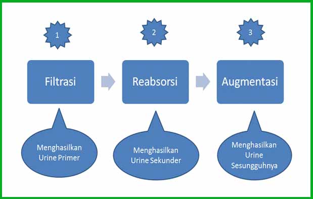 proses pembentukan urine: Proses Pembentukan Urine