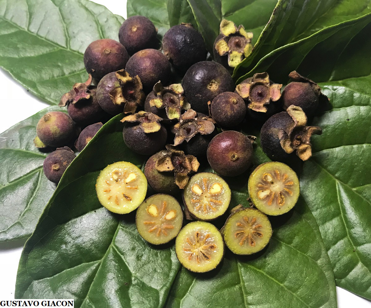 Viveiro Ciprest - Plantas Nativas e Exóticas: Guabiroba Roxa ...
