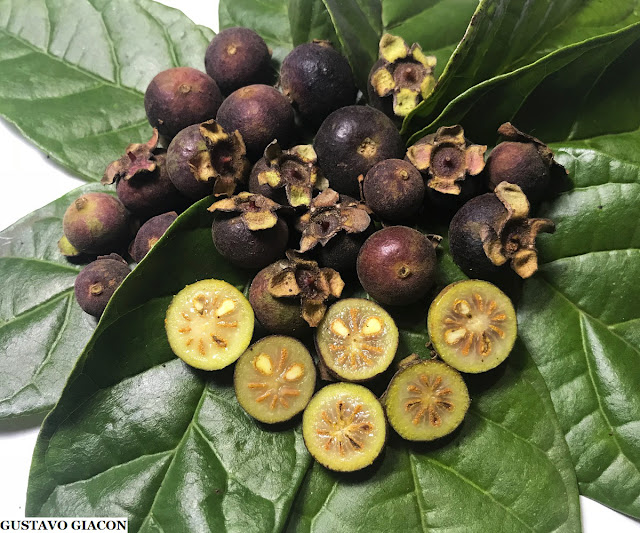 Viveiro Ciprest - Plantas Nativas e Exóticas: Guabiroba Roxa ...