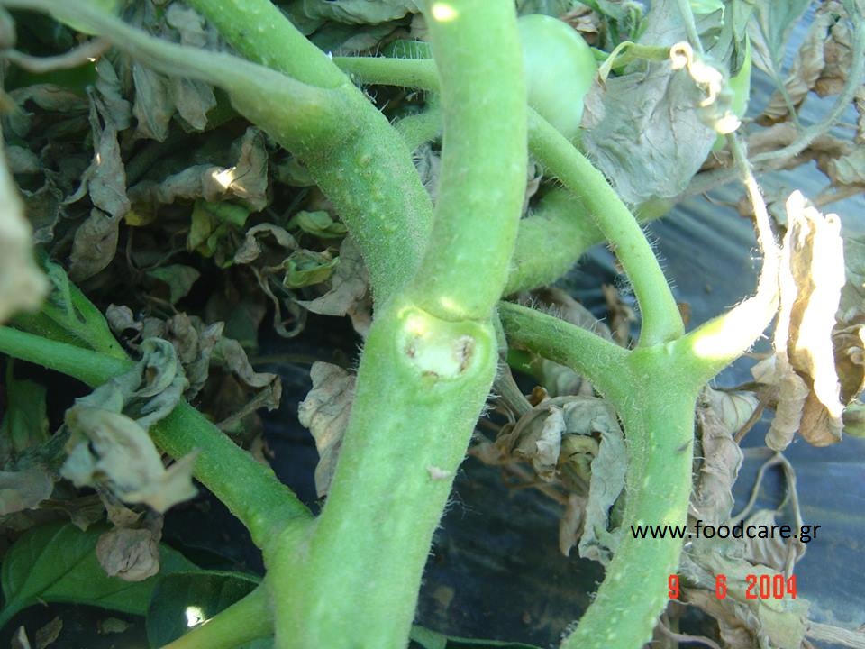 Biokipos: Τομάτα-Βακτήριο Καραντίνας Clavibacter michiganensis