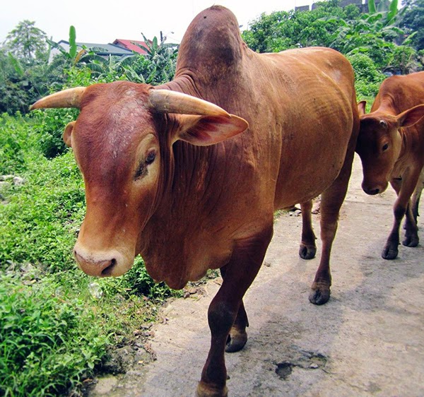 Introduction to Cattle Production Technologies