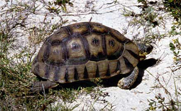 All About Animal Wildlife: Tortoise Images and Information