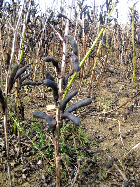 Mengenali Kumpulan Tumbuhan Kekacang (Bean) |MyRokan