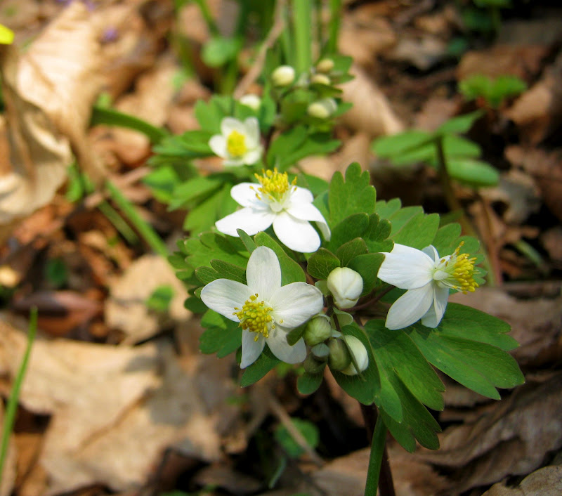Country inside: Primăvara Dobrogeană ~ Cheile Chediului şi Valea Cozluk