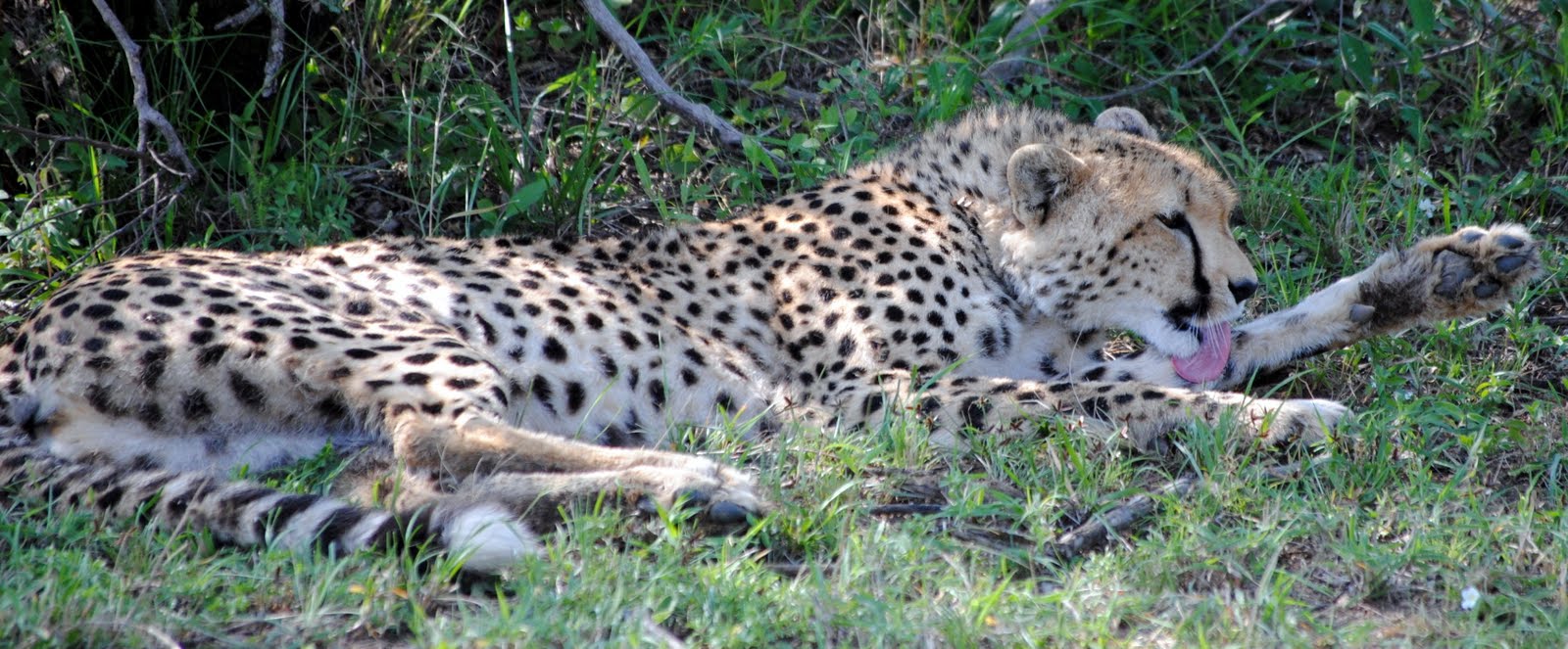 Virtual Information Project: "Duma" vs. "Chui"